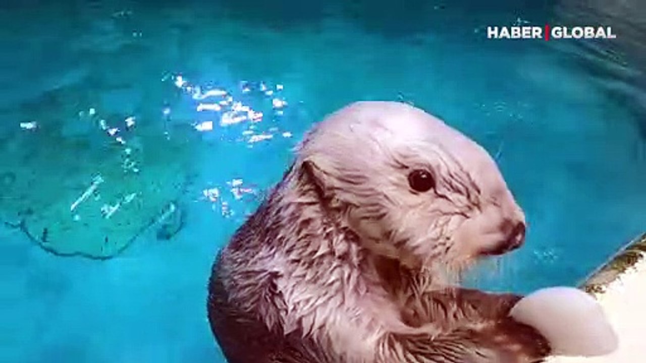 Sakladığı oyuncakları cebinden çıkarıp geri veren su samuru güldürdü ...