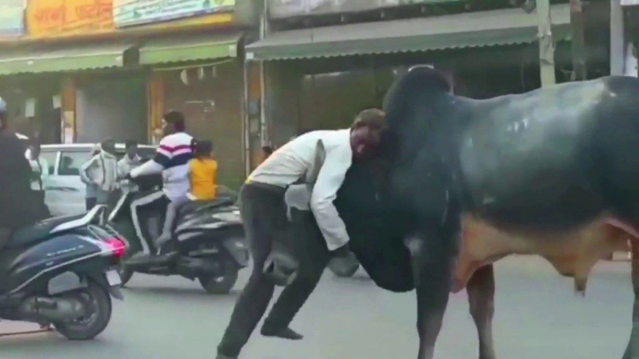 Drunk Man Vs Bull - video Dailymotion