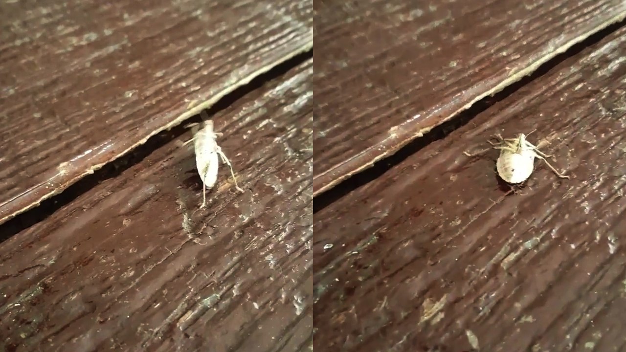 Boys react to a STRONG stink bug flipping himself while crawling ...