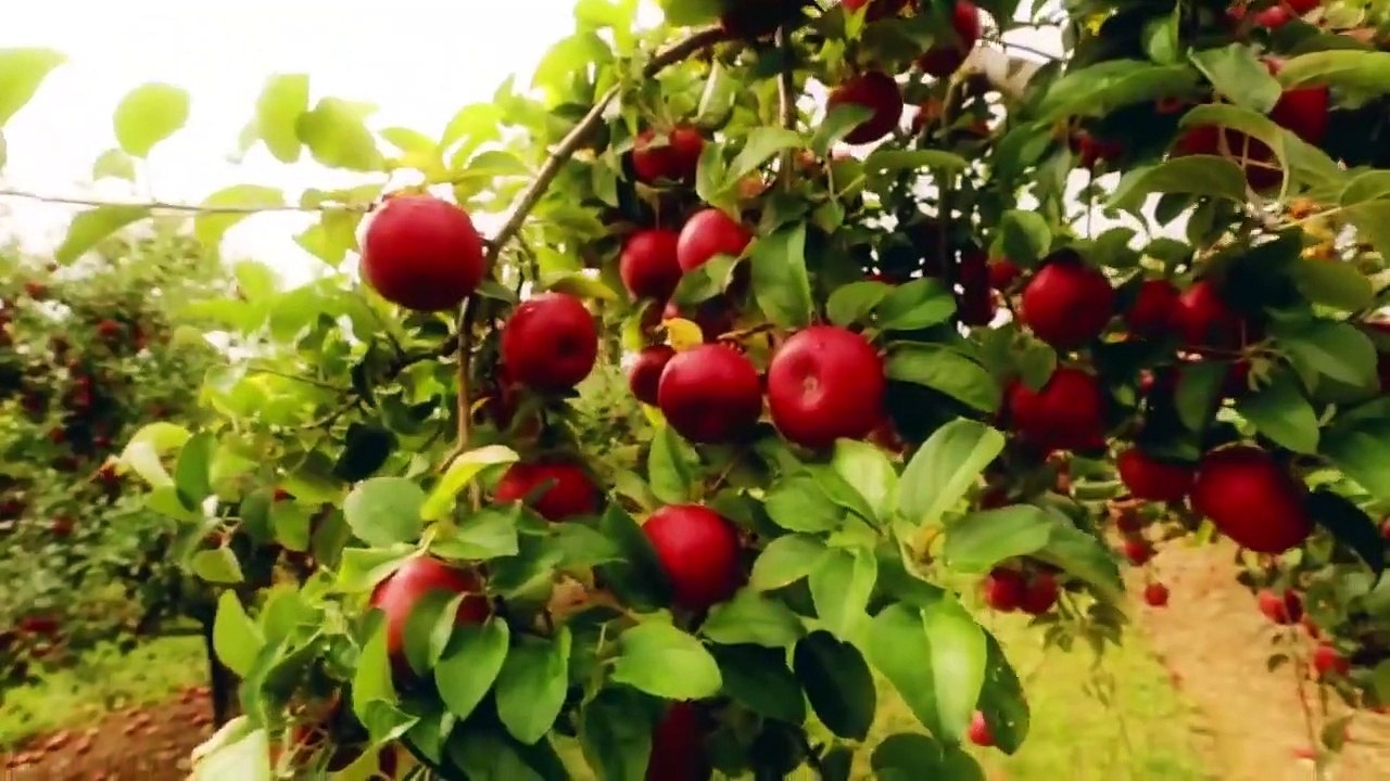 Proses pertanian pembibitan pohon Apel modern di Belanda - Video ...