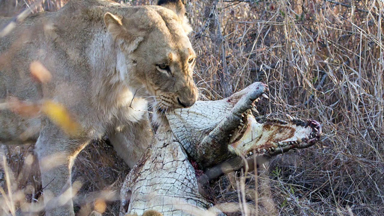 Extreme Fight Lion Vs Crocodile, Wild Animals Attack - video Dailymotion
