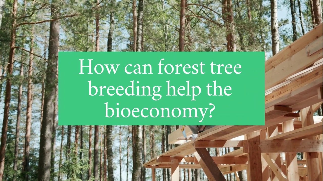 How can forest tree breeding help the bioeconomy? - Vidéo Dailymotion