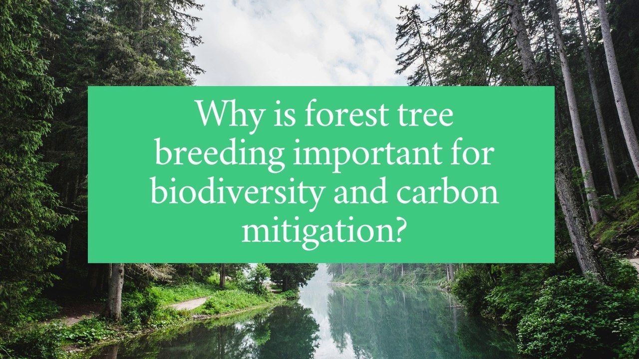 Why is forest tree breeding important for biodiversity and carbon ...