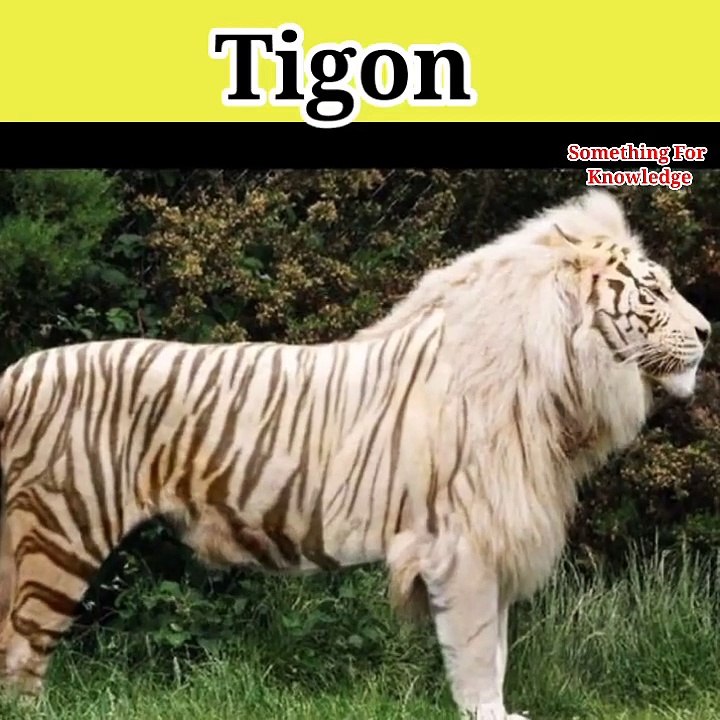 Lion vs Tiger tigon video animals video cross animals #shorts #ytshorts ...