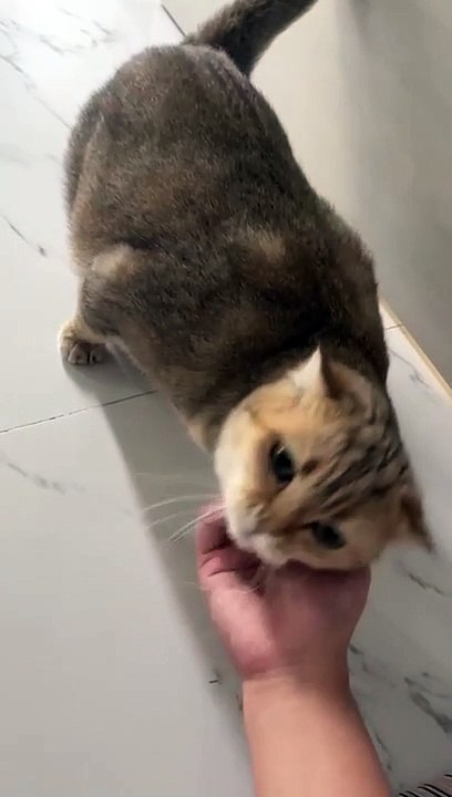 KUCING BISA NGOMONG - Video Dailymotion