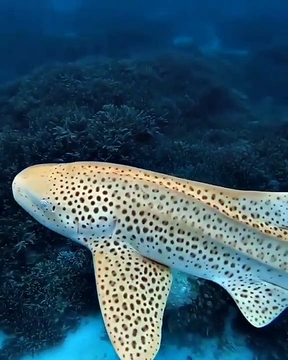 hiu tutul sedang renang - Video Dailymotion