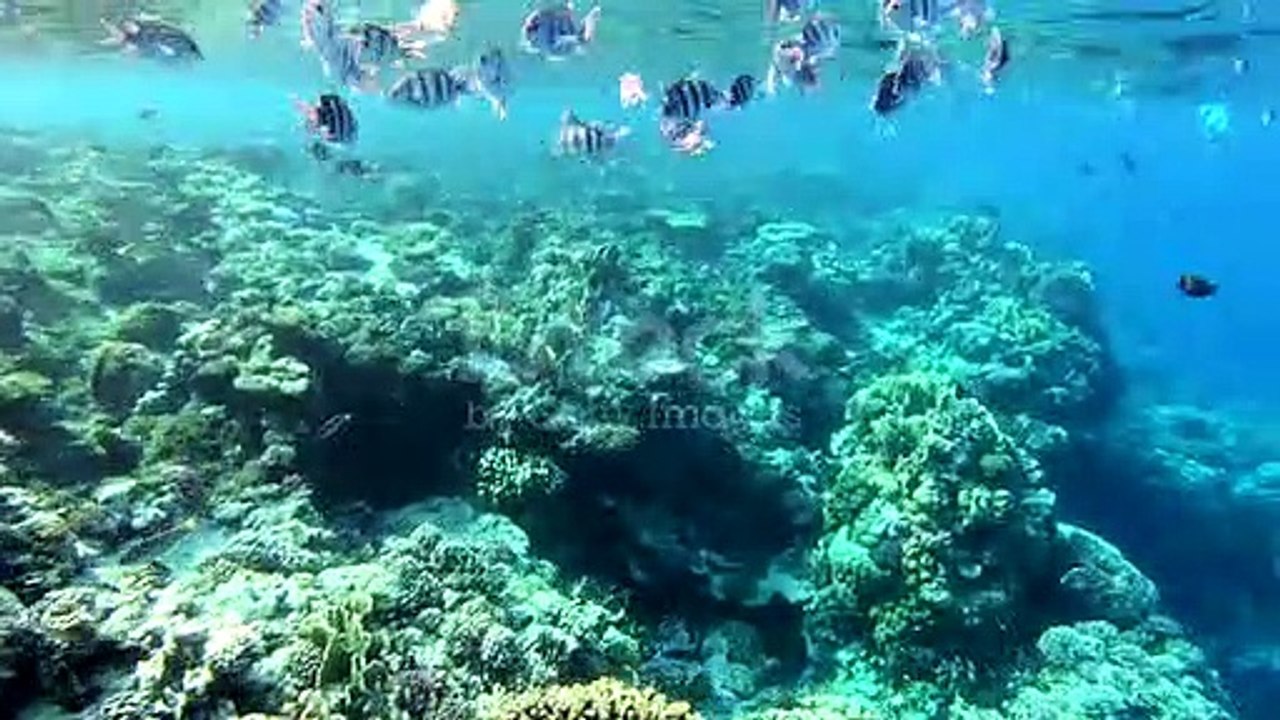 pemandangan bawah laut - Video Dailymotion
