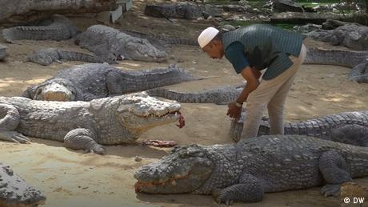 Pakistan: The 'holy' crocodiles of the Manghopir shrine - video Dailymotion