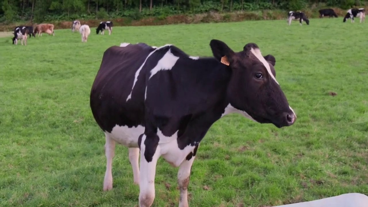 Cow Moo, Horse, Animal Sounds for Children, Learn Animal Sounds, #animalsounds - video Dailymotion