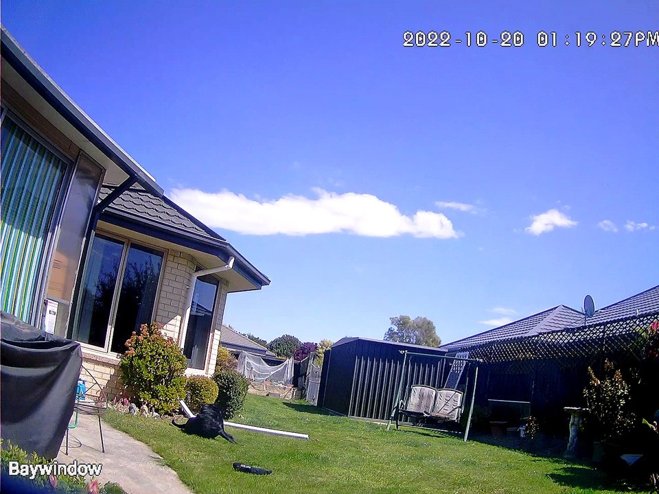 Charlie Roo Cam - N.Z. Dog waves at the camera and talks to neighbors ...