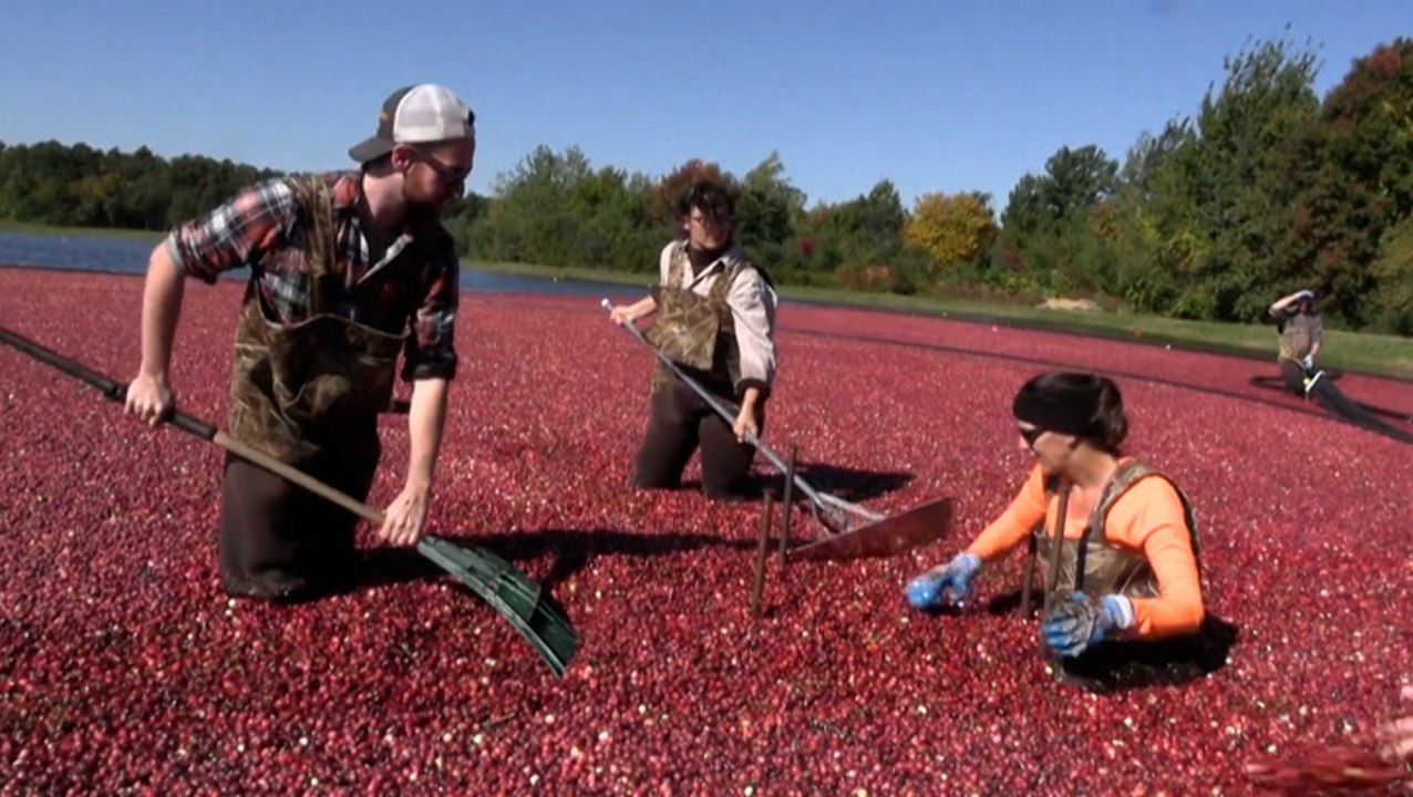 Cranberry farmers adapt to a changing climate - video Dailymotion
