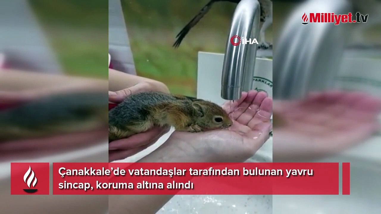 Yavru Sincap koruma altına alındı - Dailymotion Video