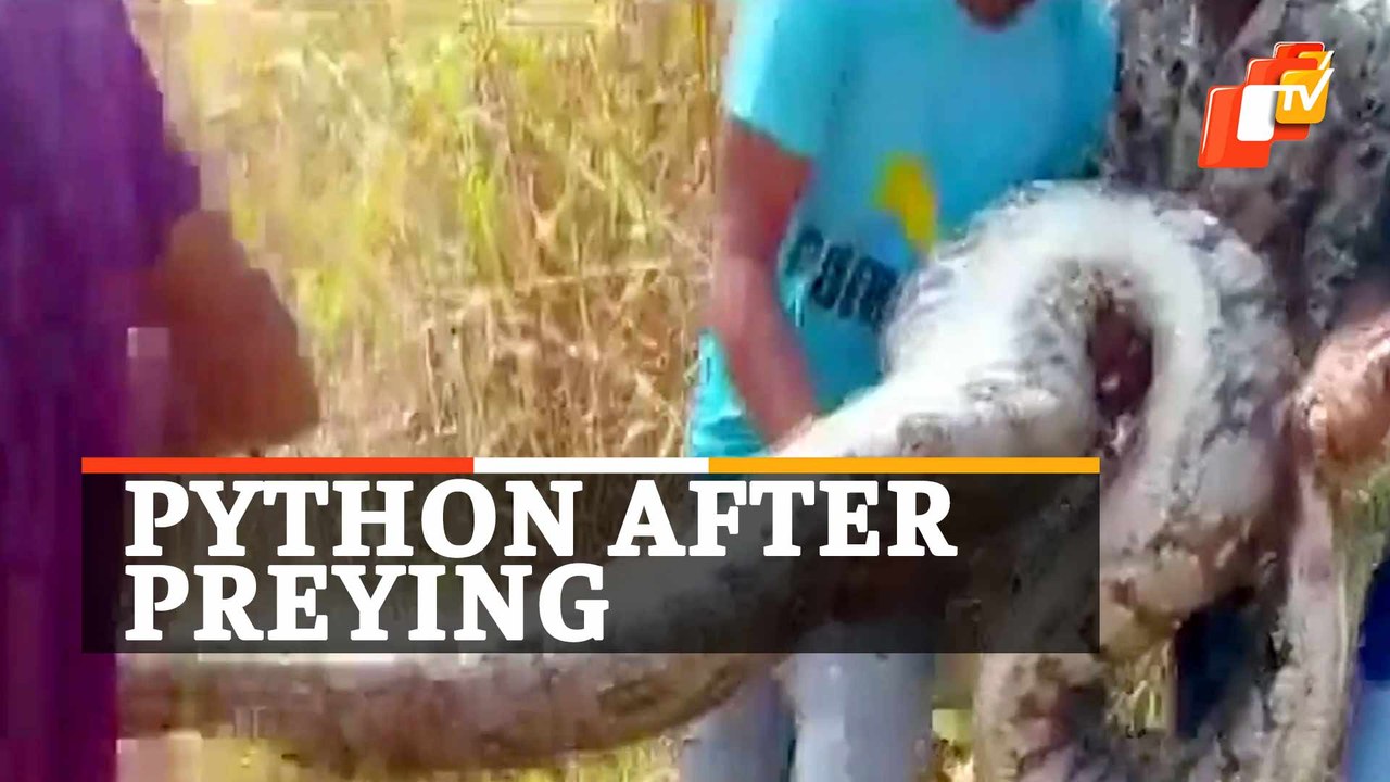 Giant Python Rescued From Field In Udaipur - video Dailymotion