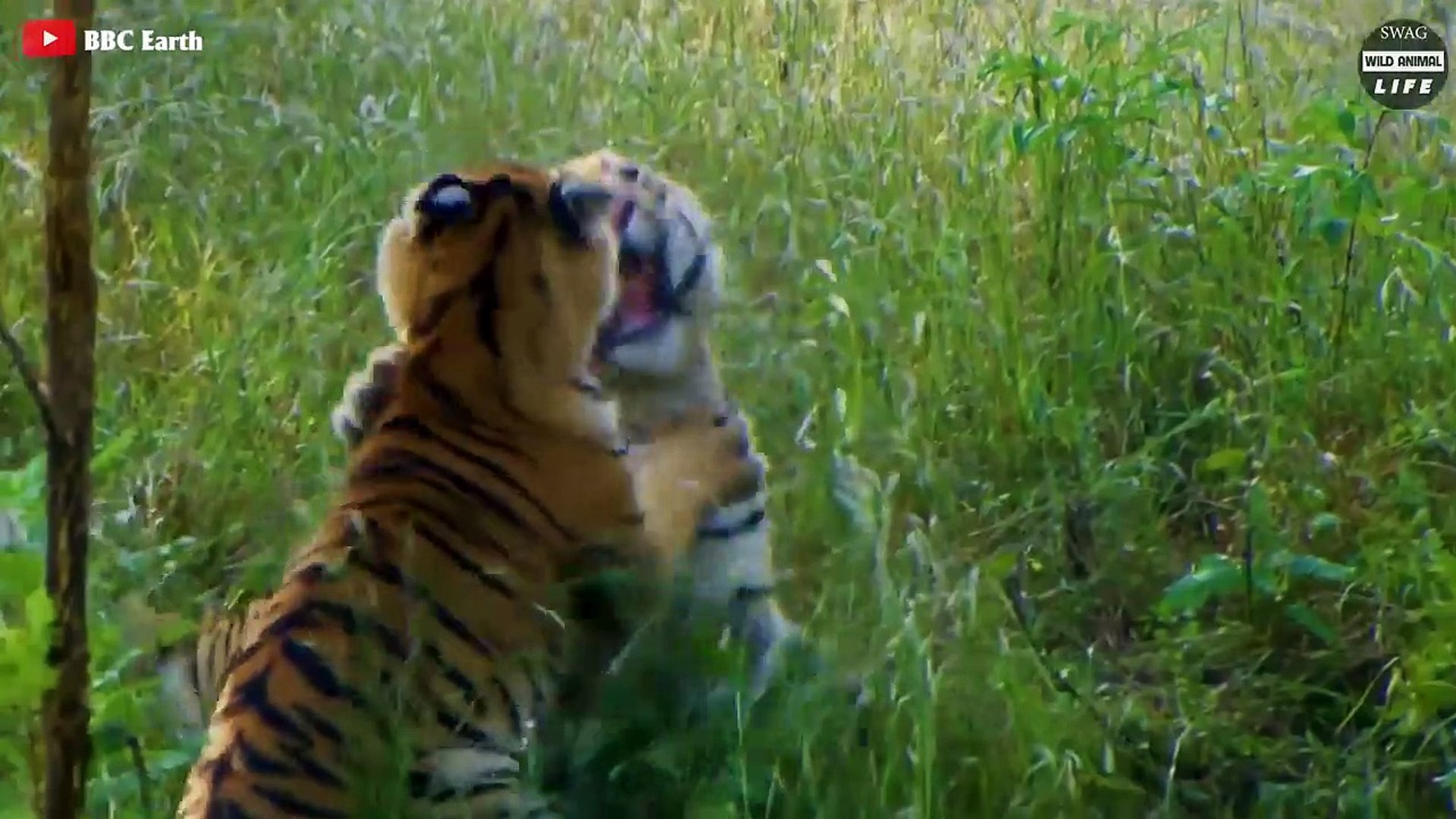 Wild Animals Fighting And Killing Each Other