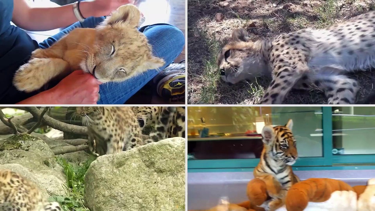BIG CATS for Kids: Tiger, Lion, Jaguar, Leopard, Cheetah, and Puma ...