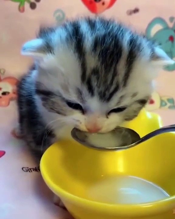 FUNNY CATS COMPILATION 1 / KUMPULAN KUCING-KUCING LUCU - video Dailymotion