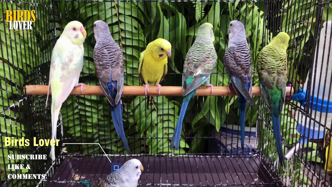 How to produce Blackface and blackwing, black Budgies - video Dailymotion