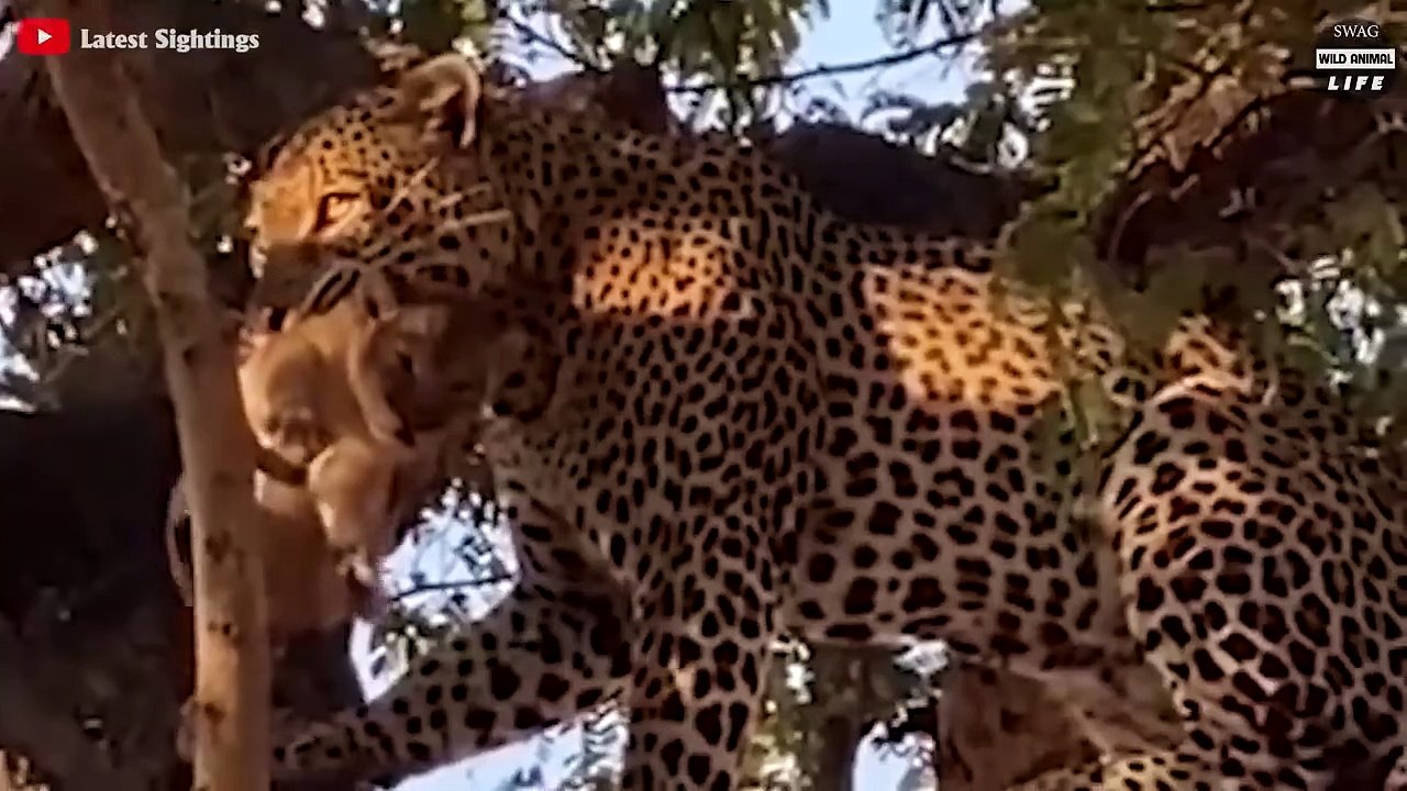 7 Incredible Moments Leopards Hunt And Eat Other Predators Wild Animal ...