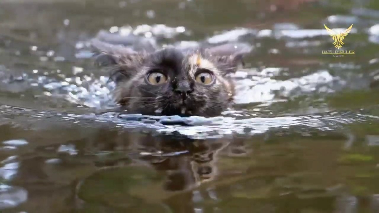 Kisah Nabi Muhammad SAW Keistimewaan Muezza Kucing Rasulullah -datu ...