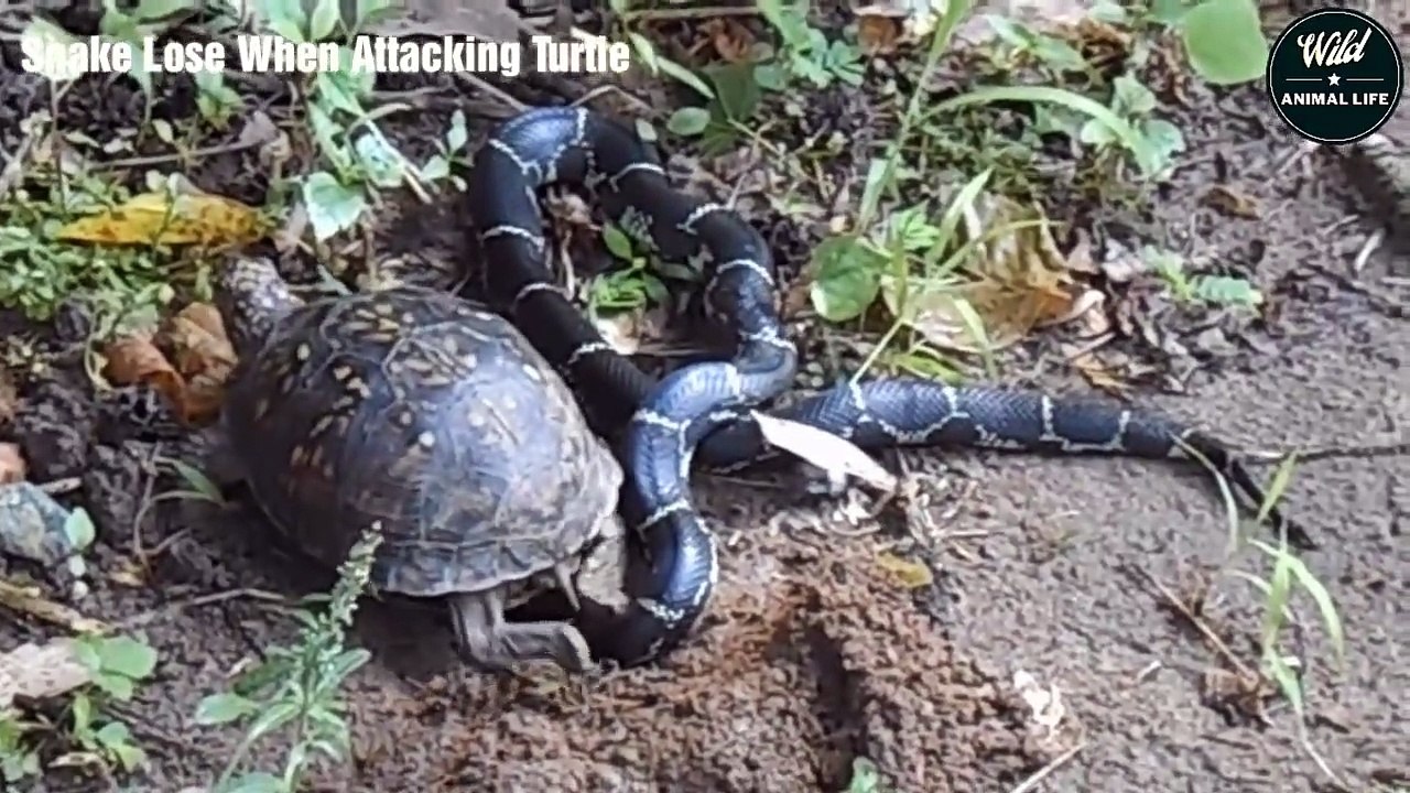 Snake Lose When Attacking Turtle - Surprise Turtle Eat Animal Wild ...