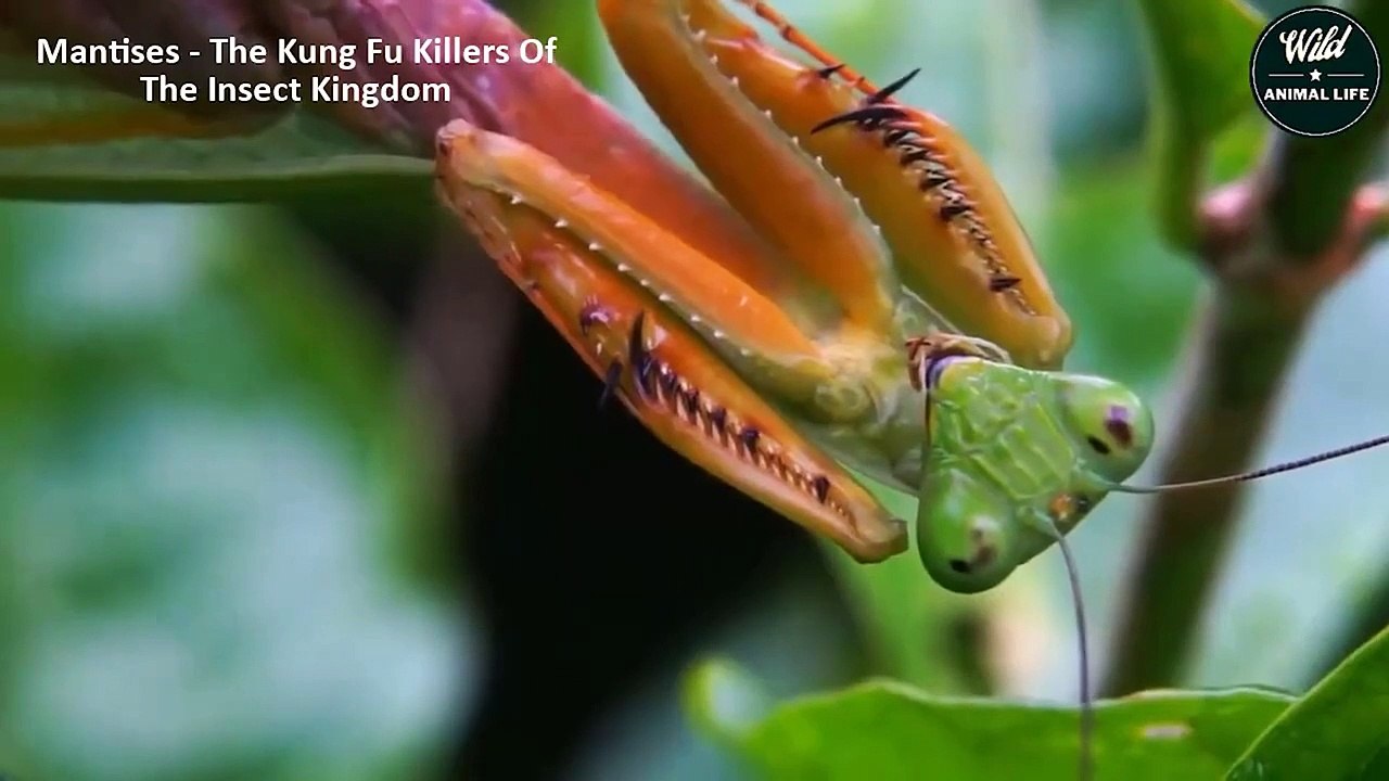 The Kung Fu Killers of The Insect World - video Dailymotion