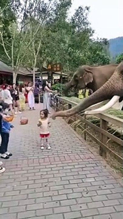 elephant - video Dailymotion