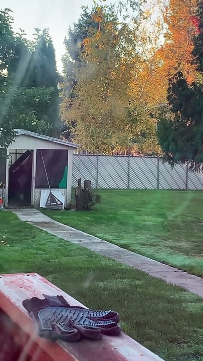 North Idaho Moose Playing in the Back Yard - video Dailymotion