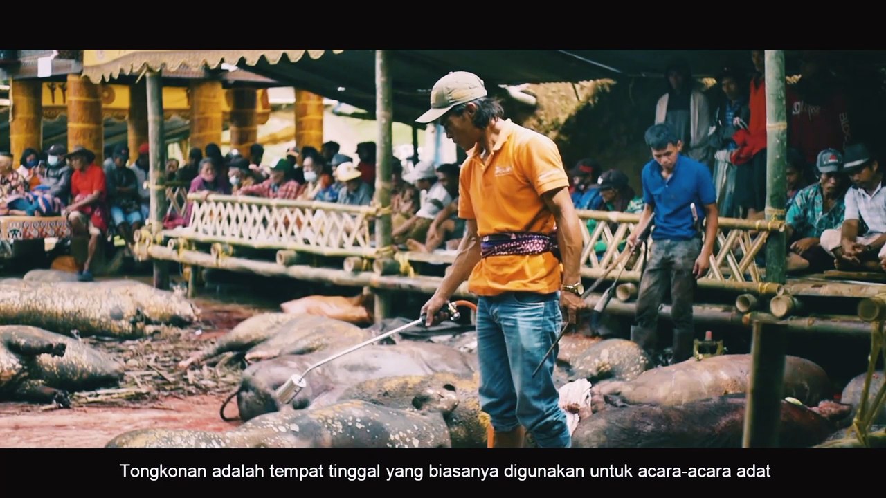 Toraja Traditional House Thanksgiving,Toraja Unique - video Dailymotion