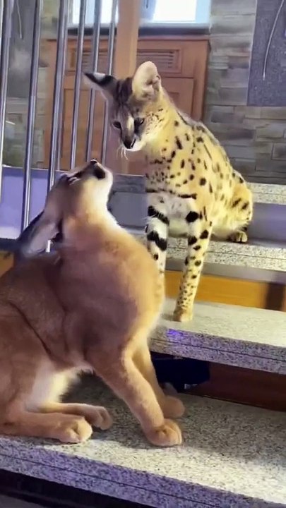Caracal & Serval playing - Video Dailymotion