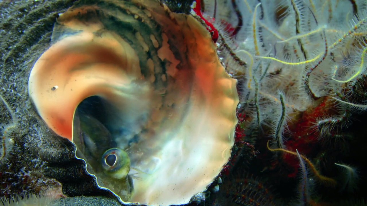 Round Planet - Oceans - video Dailymotion