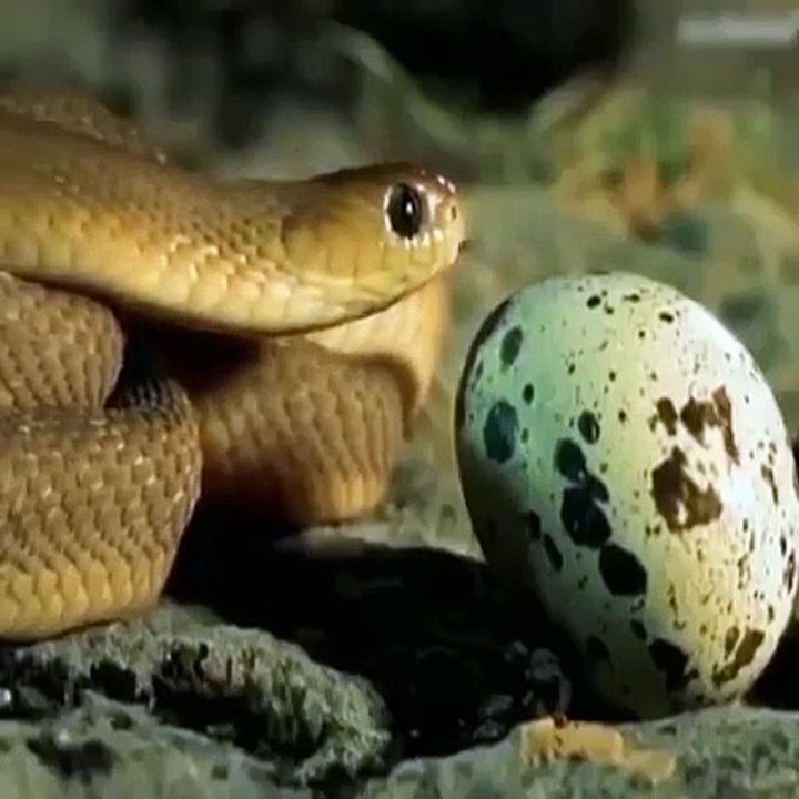 A Snake Is Trying To Eat A Giant Egg - video Dailymotion