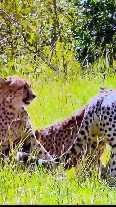 Wild animal - Video Dailymotion