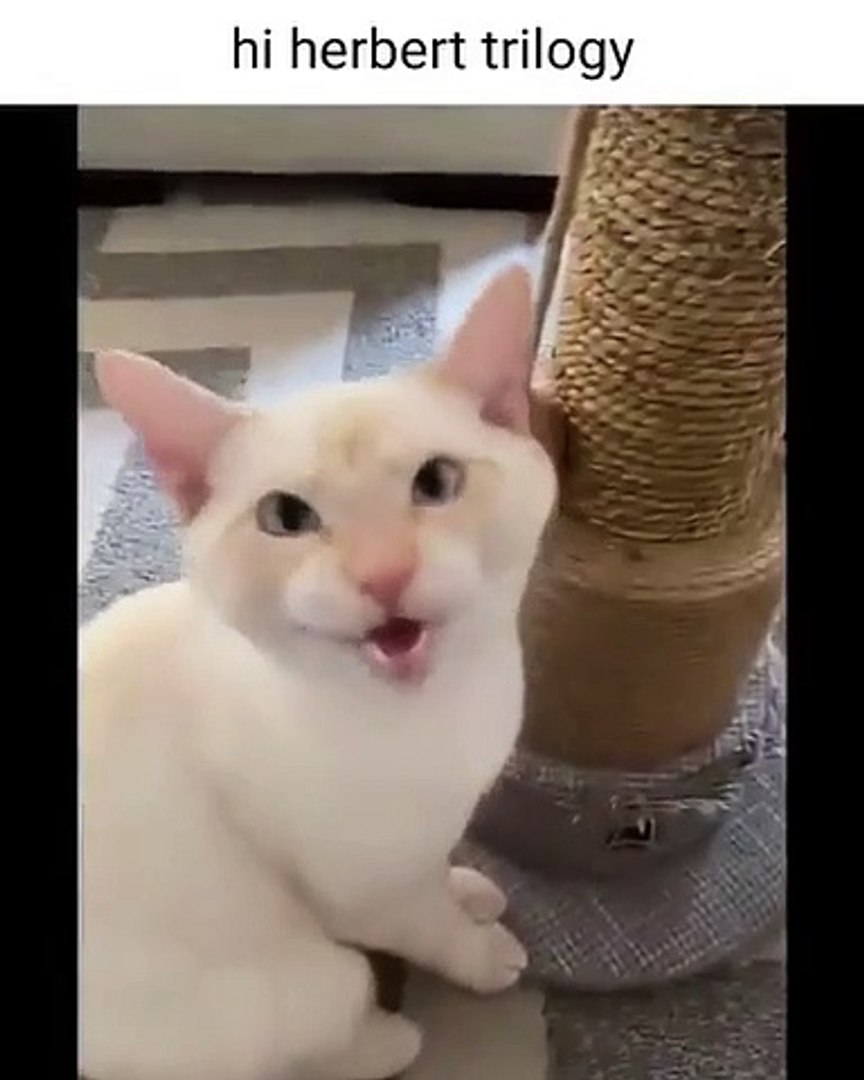 Cat With Human Smile