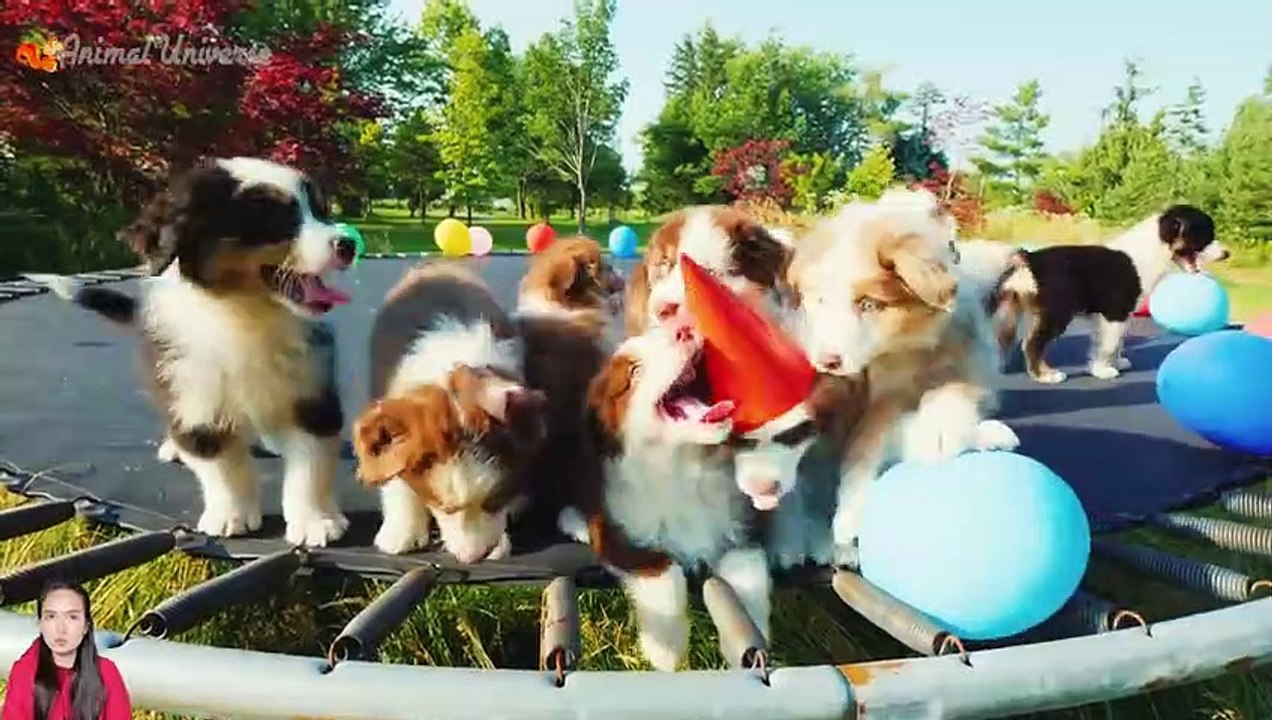 The interesting of farm animals: dog, cow, chicken, elephant, panda ...