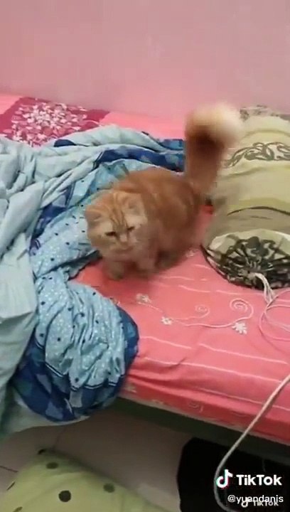 Kumpulan Kucing Lucu, Gemesin, Gemoy _ Video Tik tok Kucing Lucu Viral ...