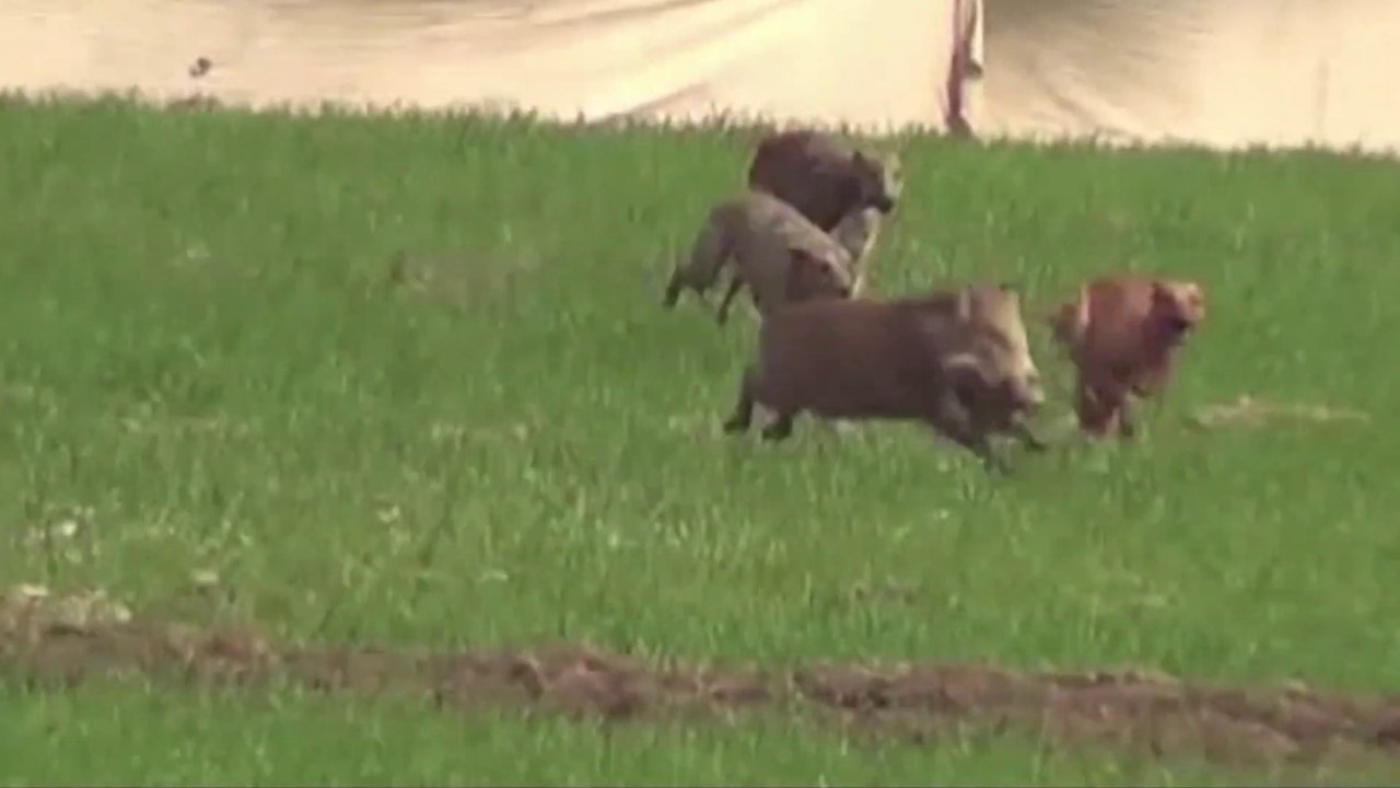 Wild boar hunting with dogs | hog hunting | pig hunting near me ...