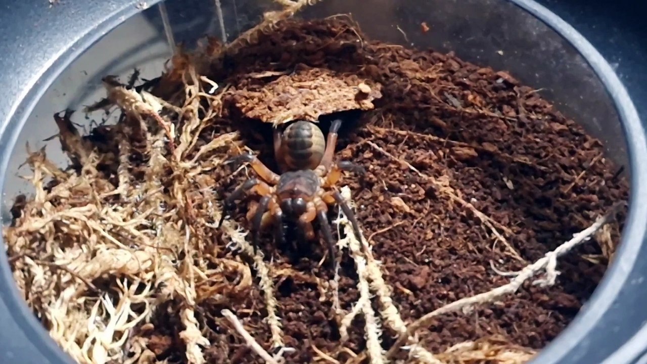 Thai Trapdoor Spider Catching Prey in Slow Motion - video Dailymotion