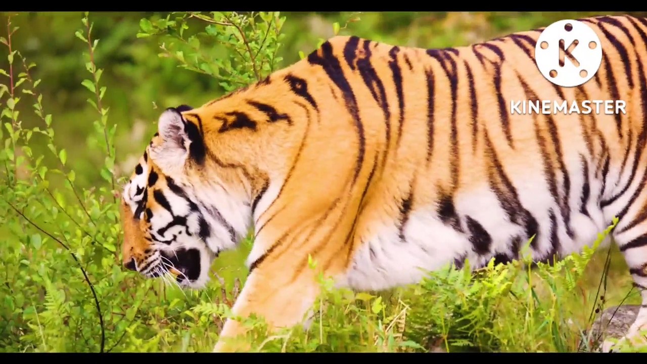Wild life. animals - video Dailymotion
