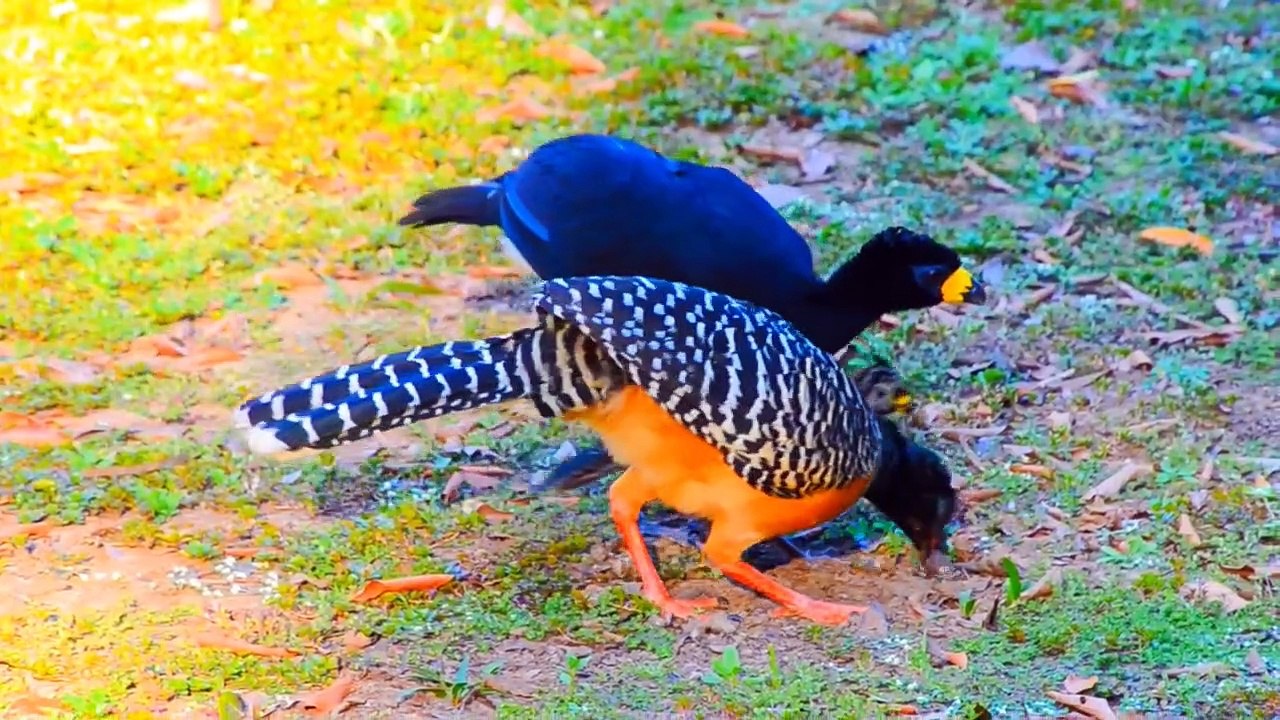 wildlife animals and birds - video Dailymotion