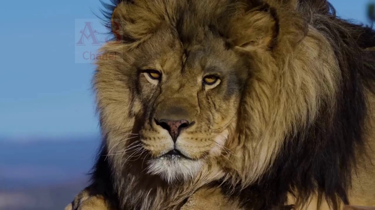 Suara Singa di alam - video Dailymotion