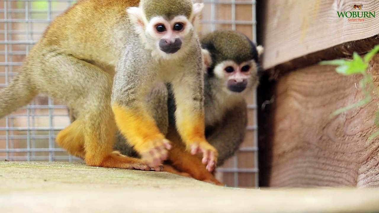 A trio of adorable squirrel monkeys born at Woburn Safari Park - video ...