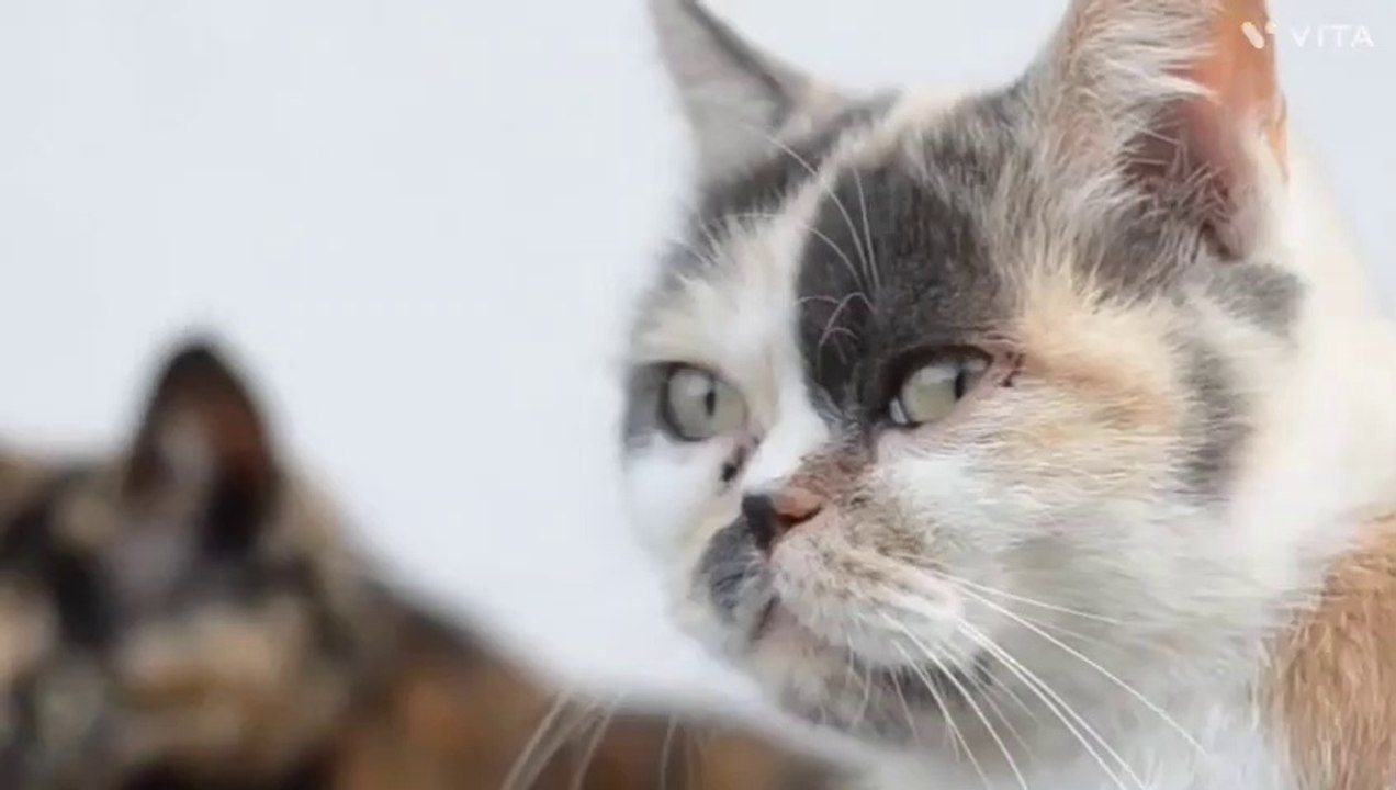 cat_video_‍⬛(480p) - video Dailymotion