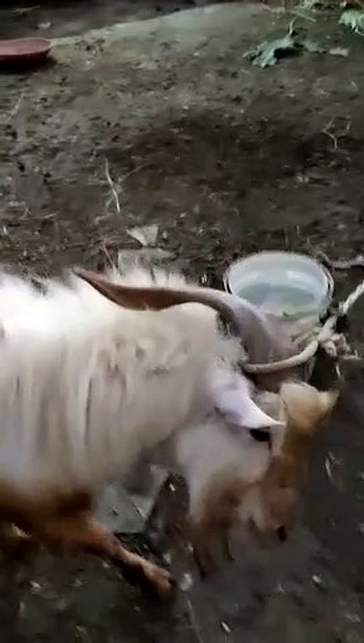 Zing goat | angry bakra | angry goats | angry | real goats - video ...