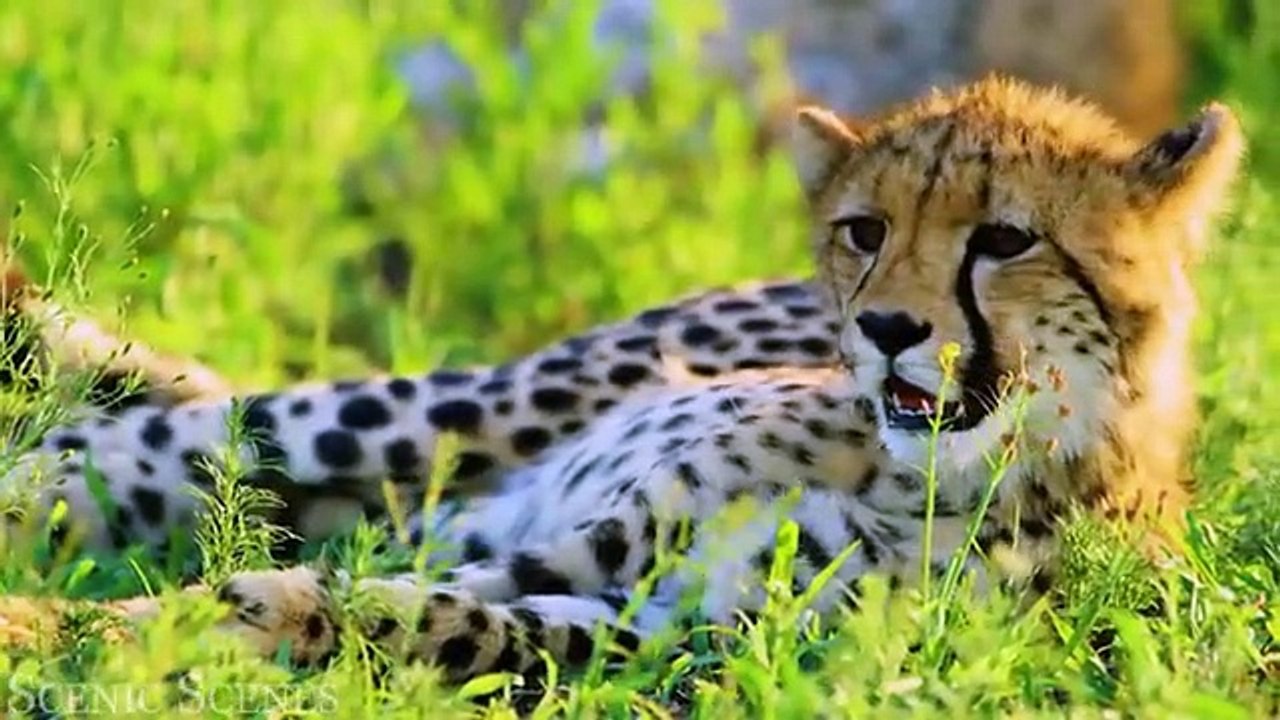 Forest Animals 4k - Amazing World of Forest Wildlife _ Scenic ...