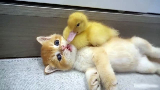 Baby Ducks And Kittens