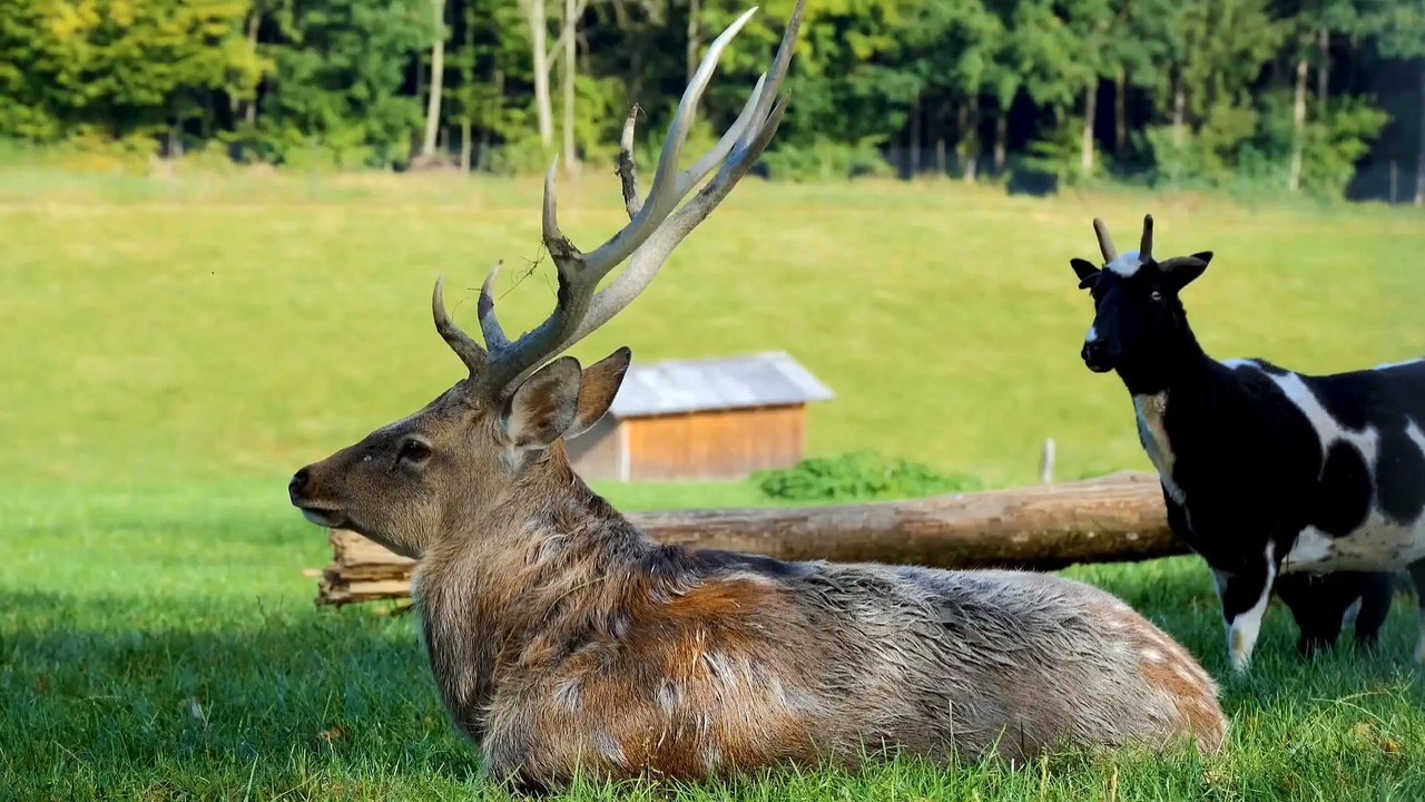 Suara Binatang (animals sound) sapi , kuda , kucing , ayam , anjing ...