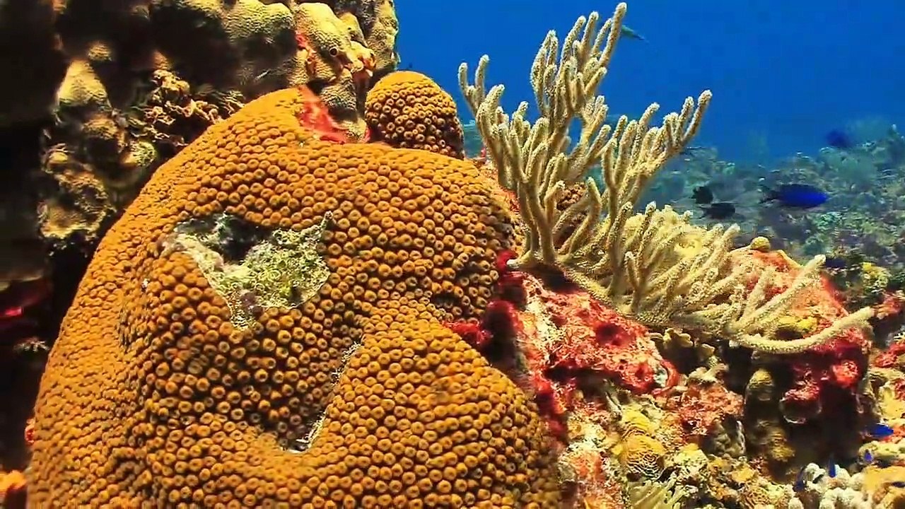 Marine life - Video Dailymotion