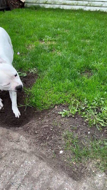 Snoopy the Digging Pup has a Unique Sneeze - video Dailymotion