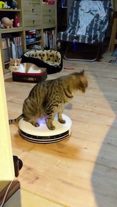 Cat Loves Riding on Roomba - video Dailymotion