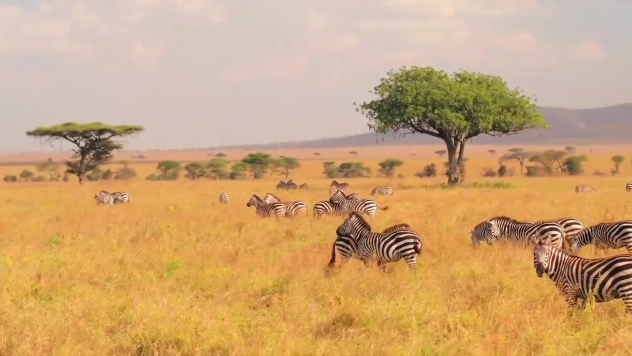 Ultimate Africa Wild Animals Collection in (How to Wild Animal) 4K ...
